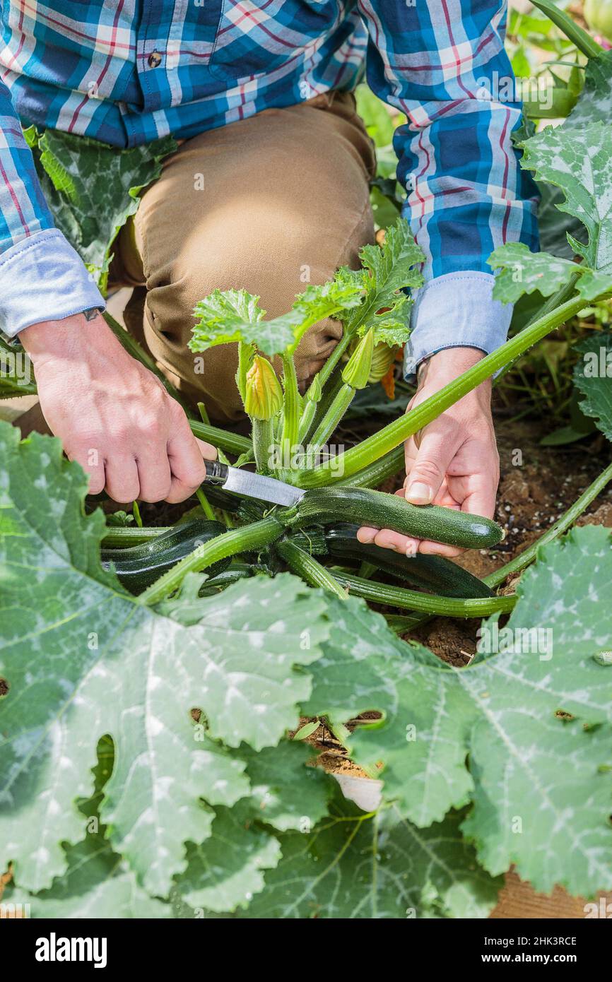 Man harvesting courgettes in a vegetable patch Stock Photo - Alamy