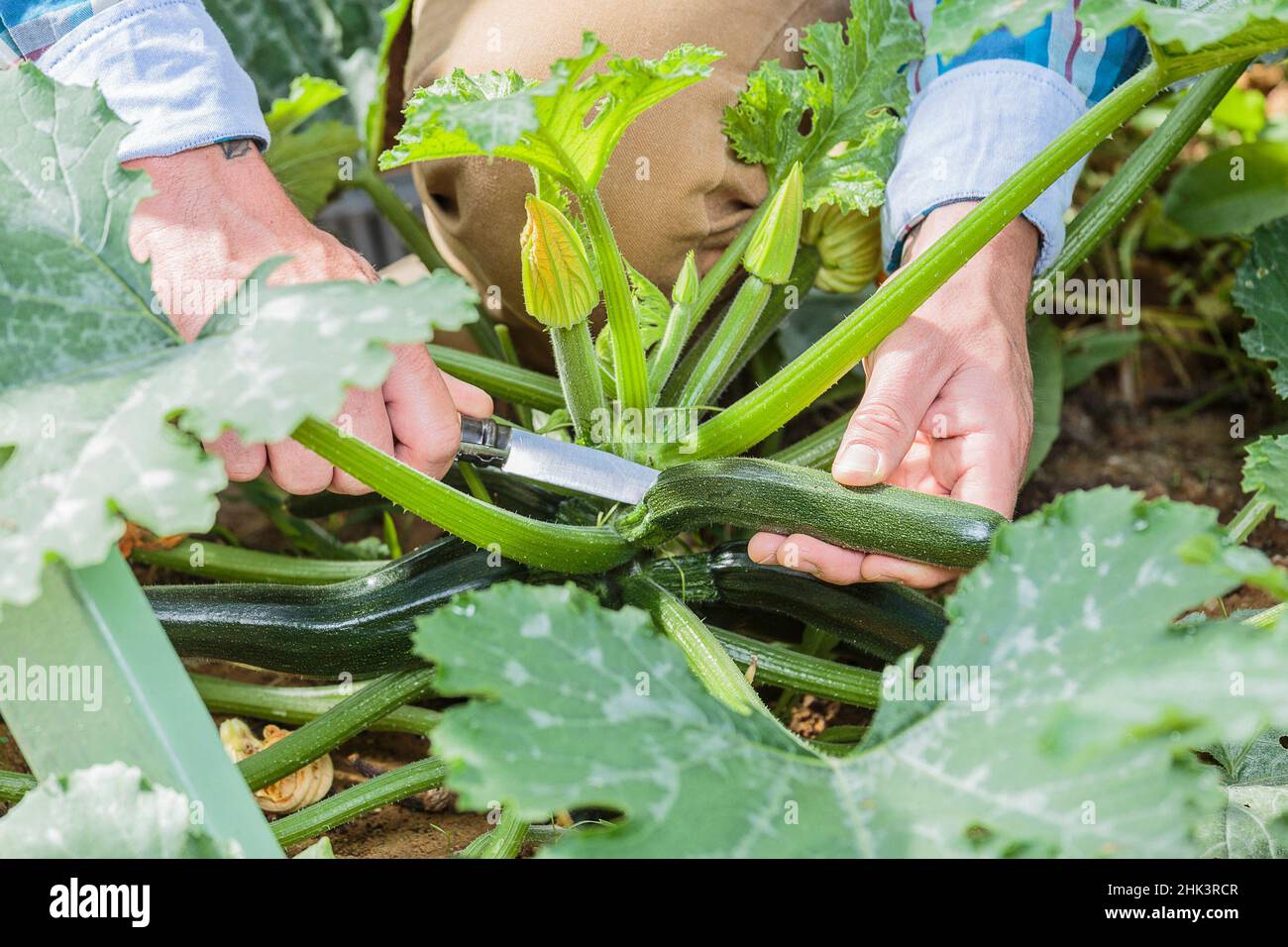 Man harvesting courgettes in a vegetable patch Stock Photo - Alamy