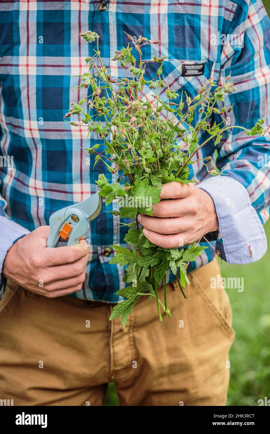 Man holding pruning shears and perennial geranium stems, after cleaning ...