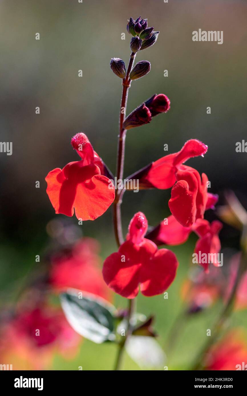 Red Baby Sage (Salvia microphylla), autumn flowering, Gard, France ...