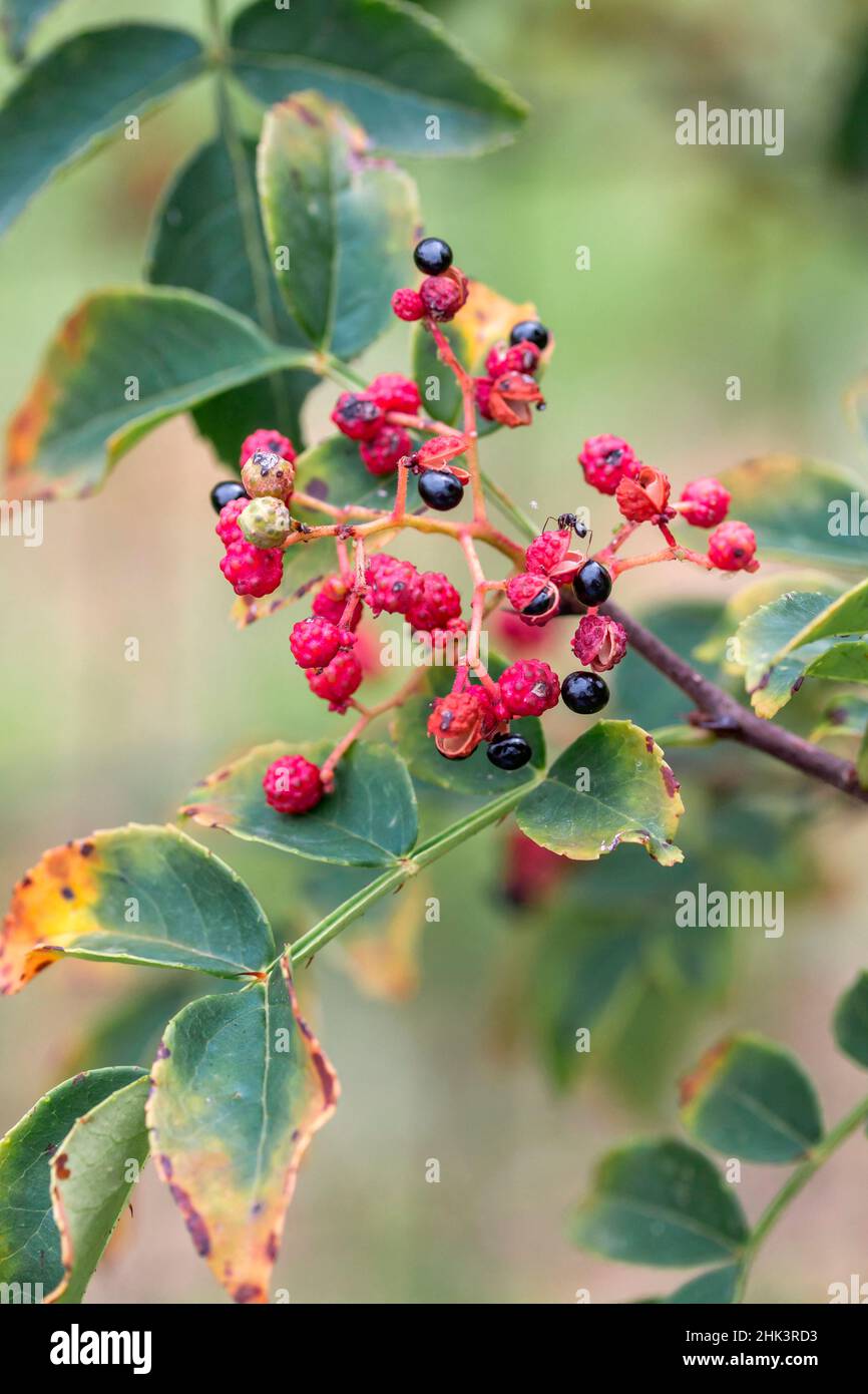 Japanese pepper (Zanthoxylum piperitum), aphids and ants on fruit, Gers ...