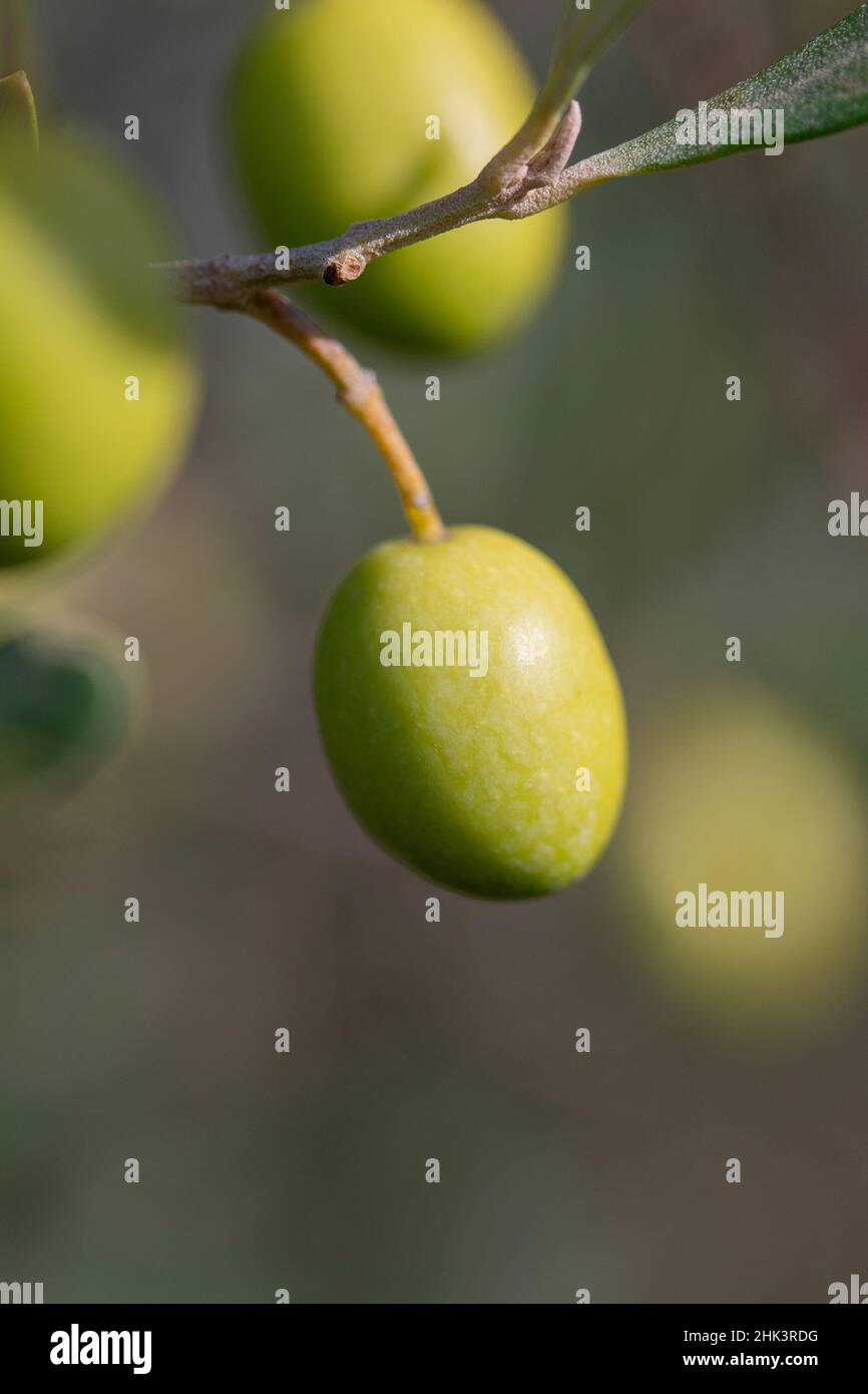 Olive tree family hi-res stock photography and images - Alamy