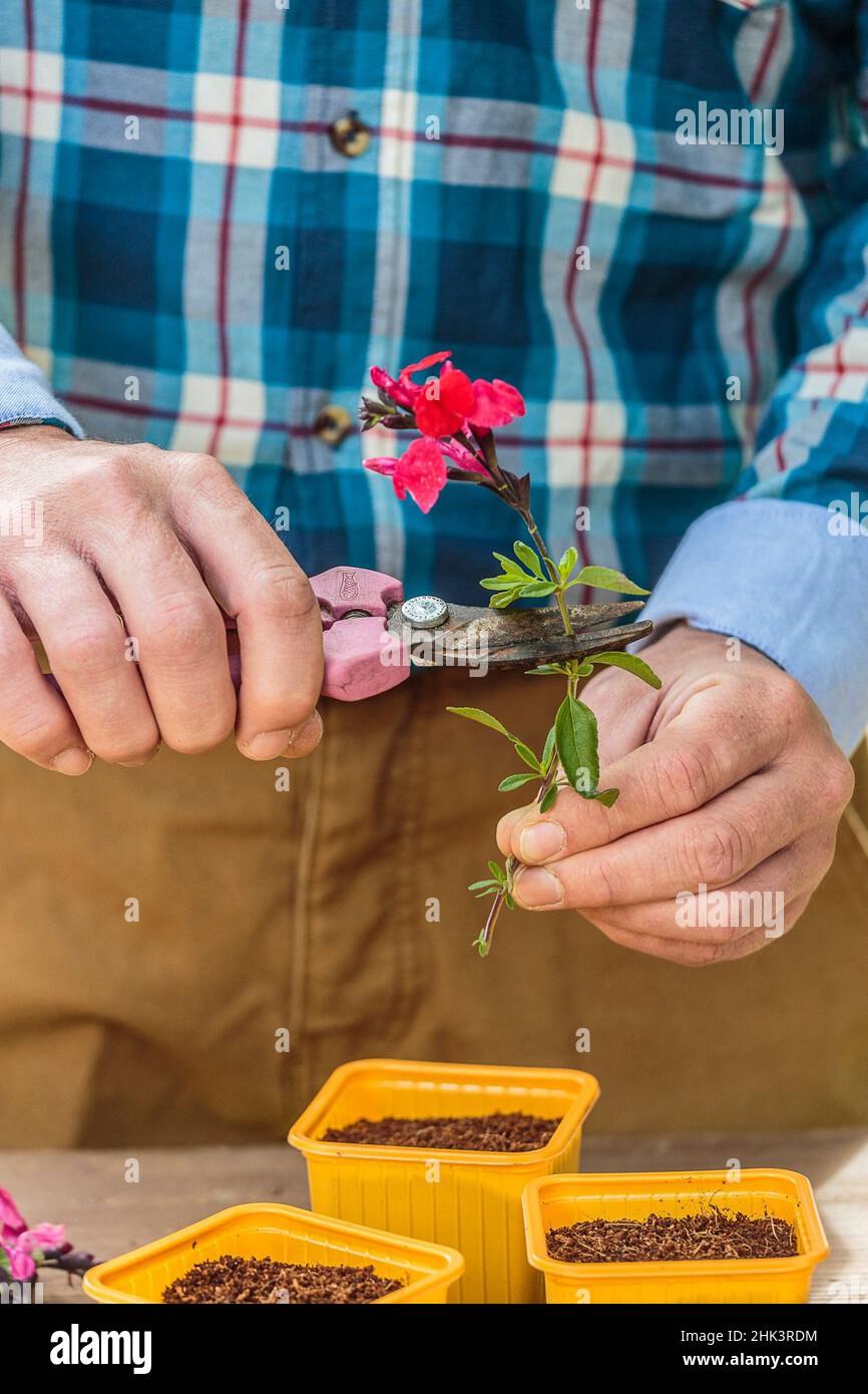 Cutting a small-leaved sage (Salvia microphylla) 'Pink Blush'. Step by ...