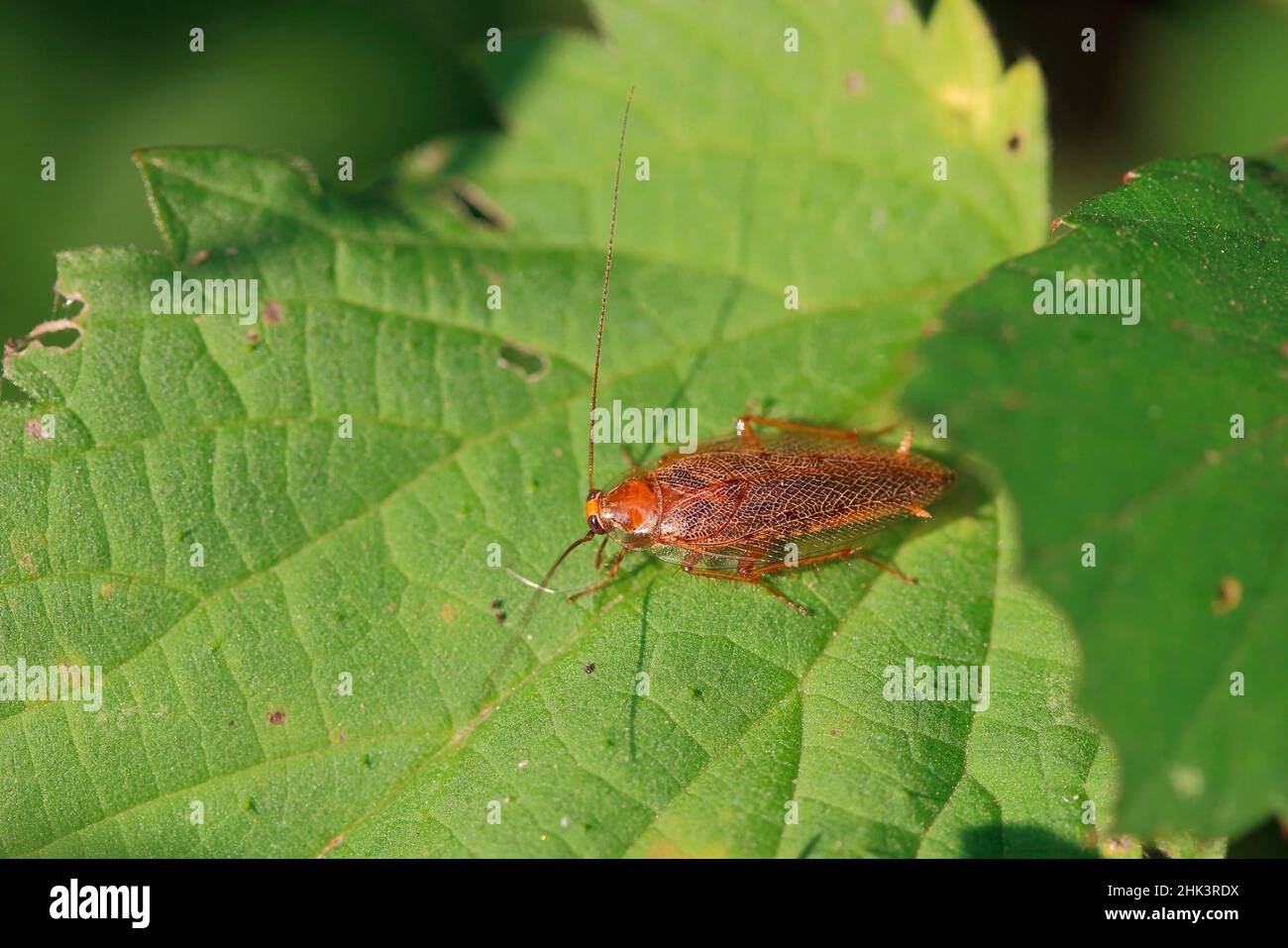 Spotted mediterranean cockroach (Ectobius pallidus Stock Photo - Alamy