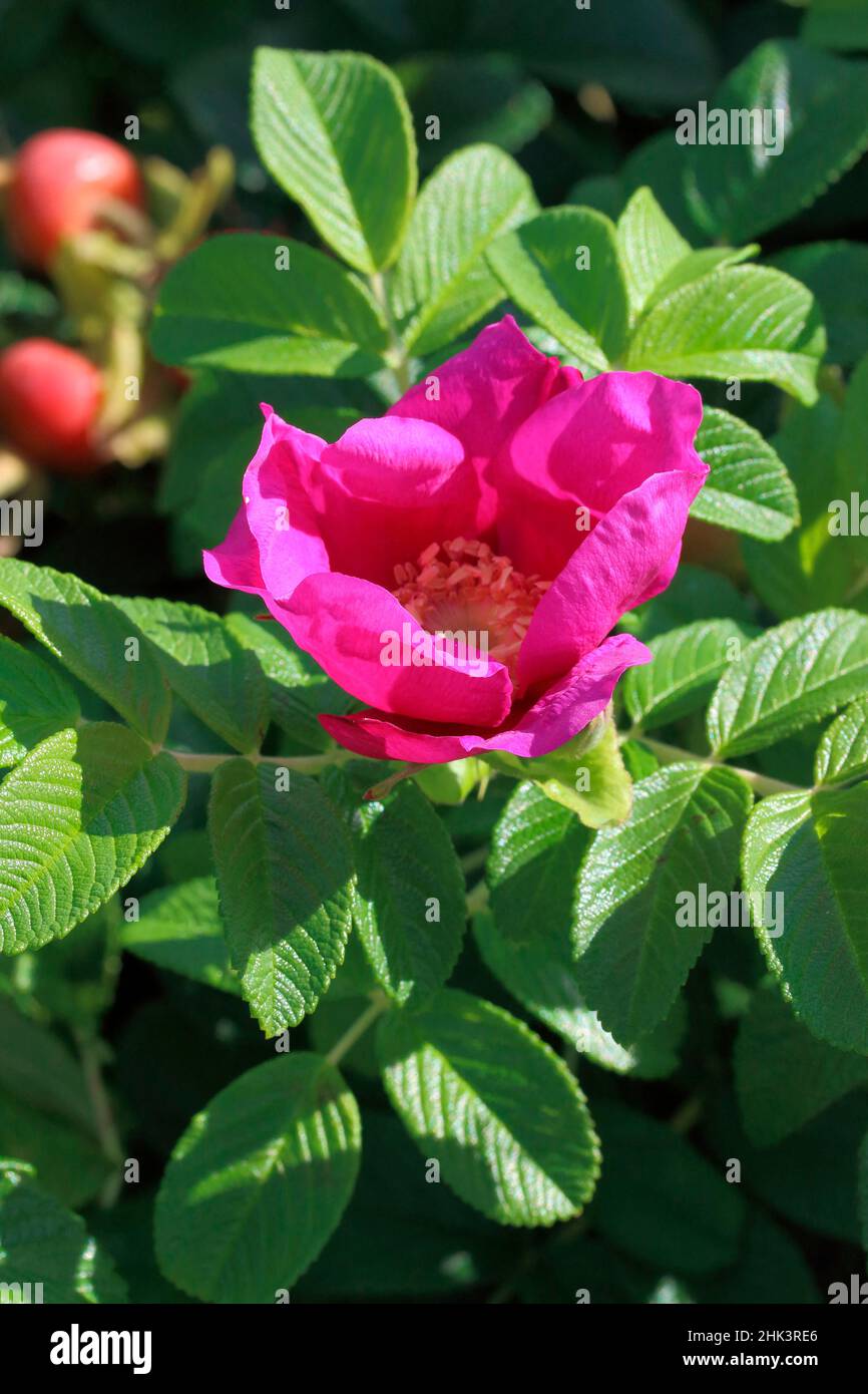 Rugosa rose hi-res stock photography and images - Alamy