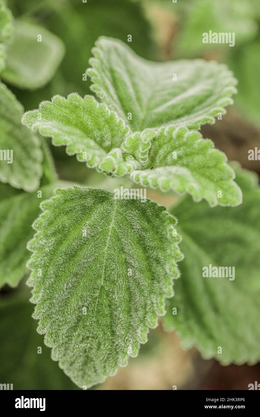 Foliage of the lemon coleus (Plectranthus fragrantissimus =Plectranthus ...