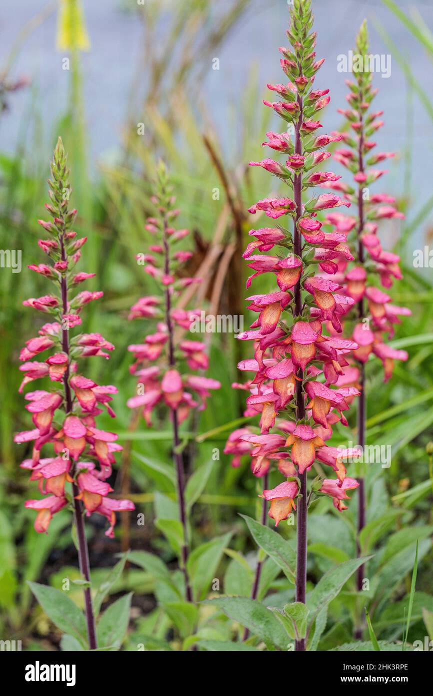 Portrait of the hybrid foxglove (Digitalis x mertonensis) 'Illumination ...