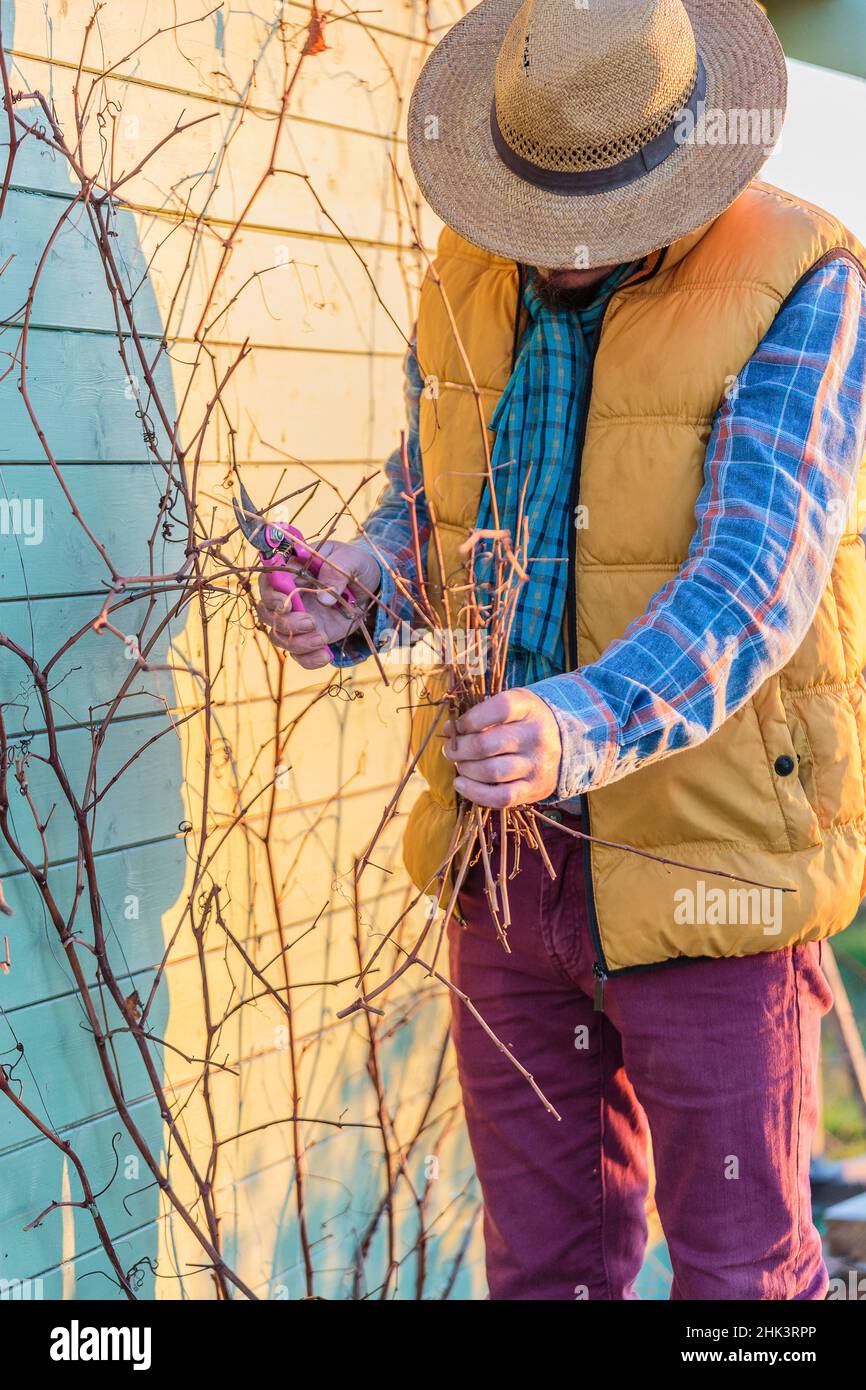 Prune Men High Resolution Stock Photography and Images - Alamy
