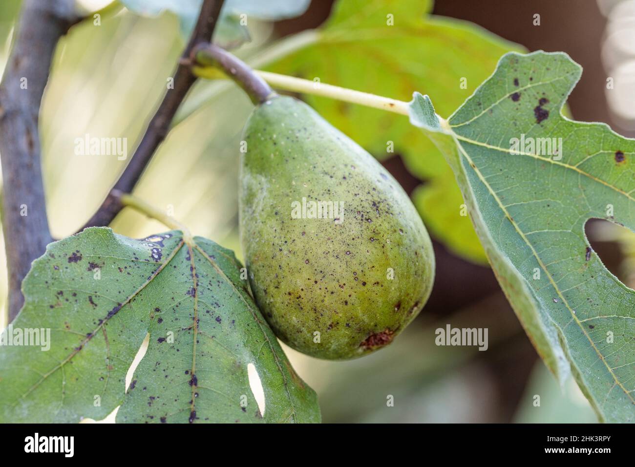 Edible fruit of ficus carica hi-res stock photography and images - Alamy