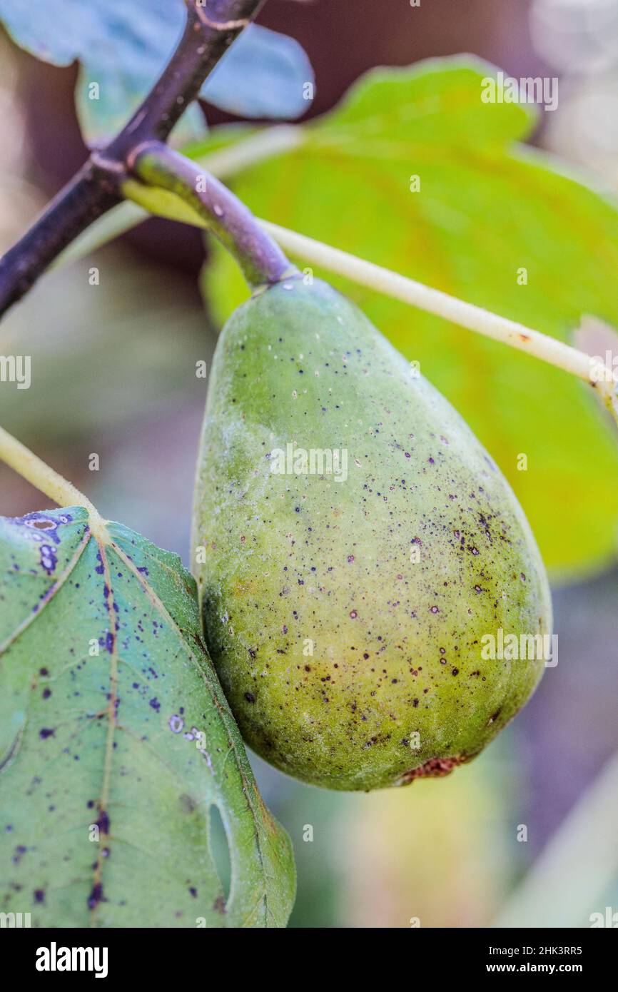 Edible Fruit Of Ficus Carica High Resolution Stock Photography and ...
