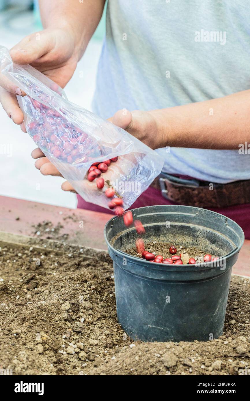 Sowing of Texas mountain laurel (Sophora secundiflora) seeds in pots ...