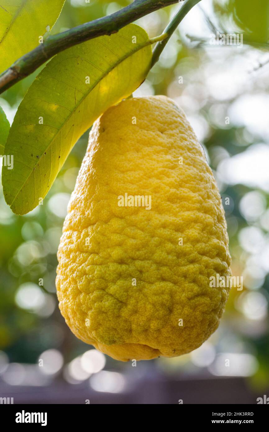 The fruit of the cedrat 'Maxima' can reach 30 cm, making it the largest ...