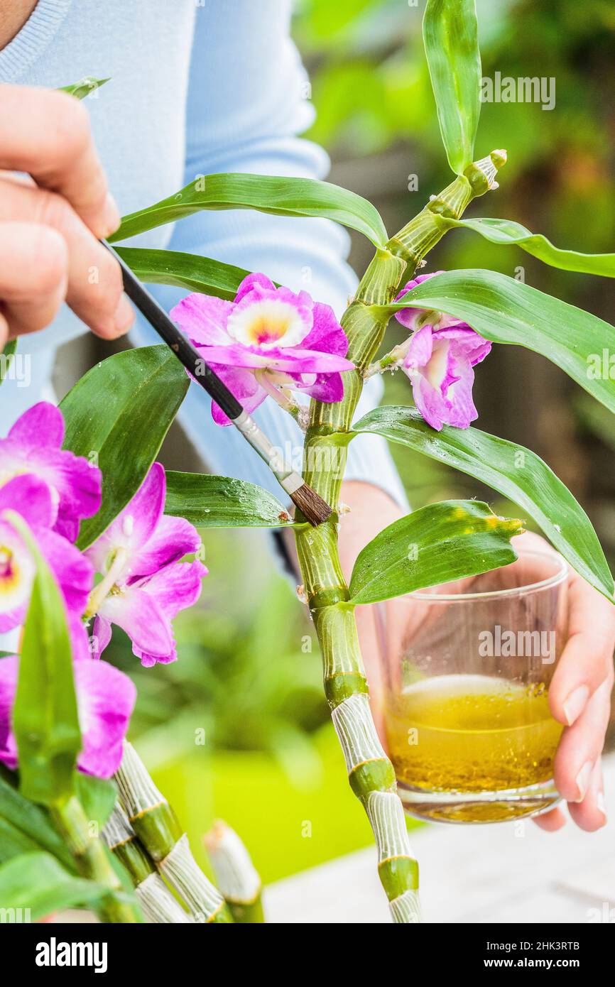 Controlling mealybugs on an orchid (Dendrobium) with a homemade lotion ...