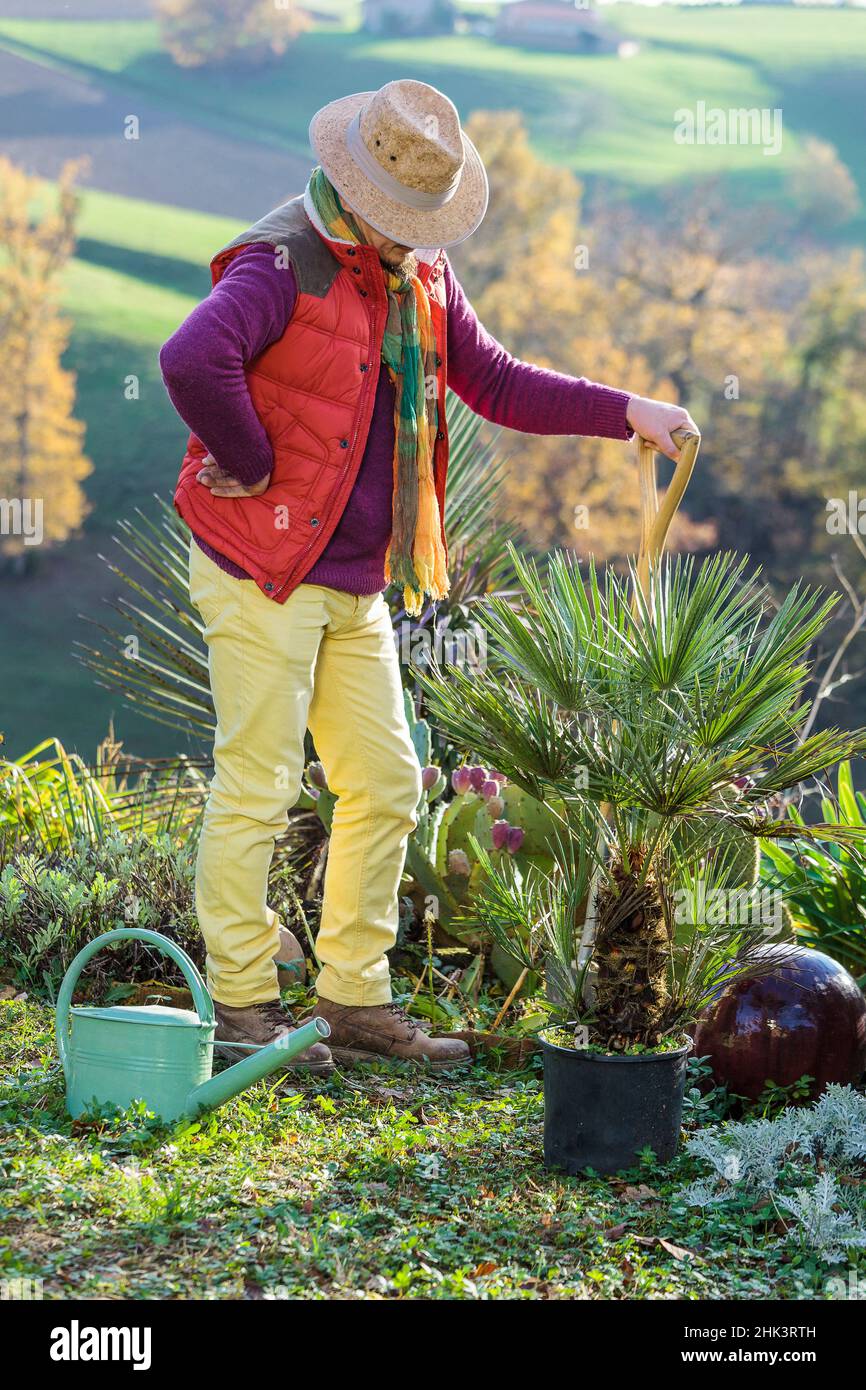 Man planting a palm tree in autumn (atmosphere Stock Photo - Alamy