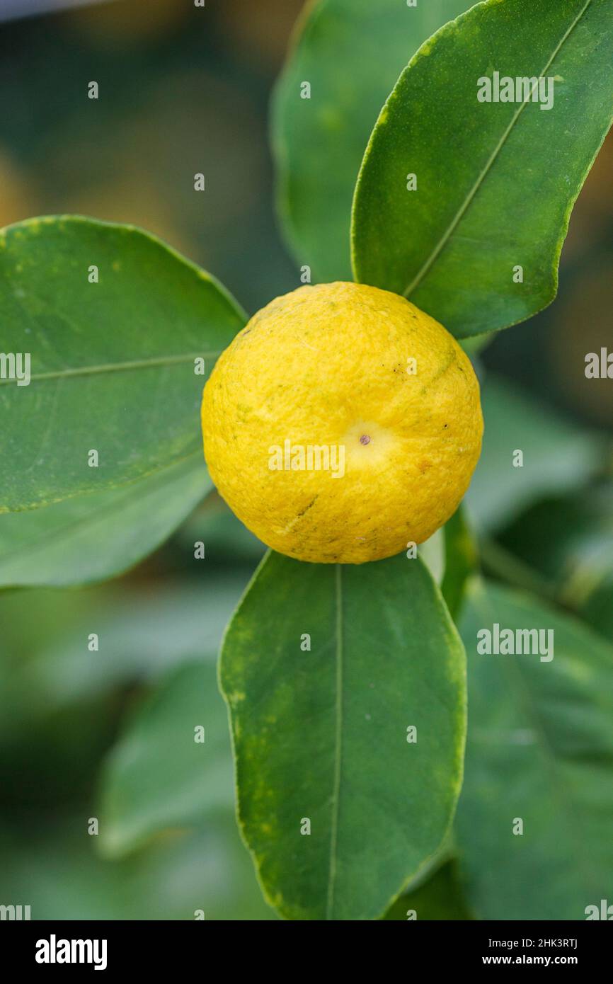 Fruit of the hana yuzu (Citrus hanayu), the "flower yuzu", smaller in ...