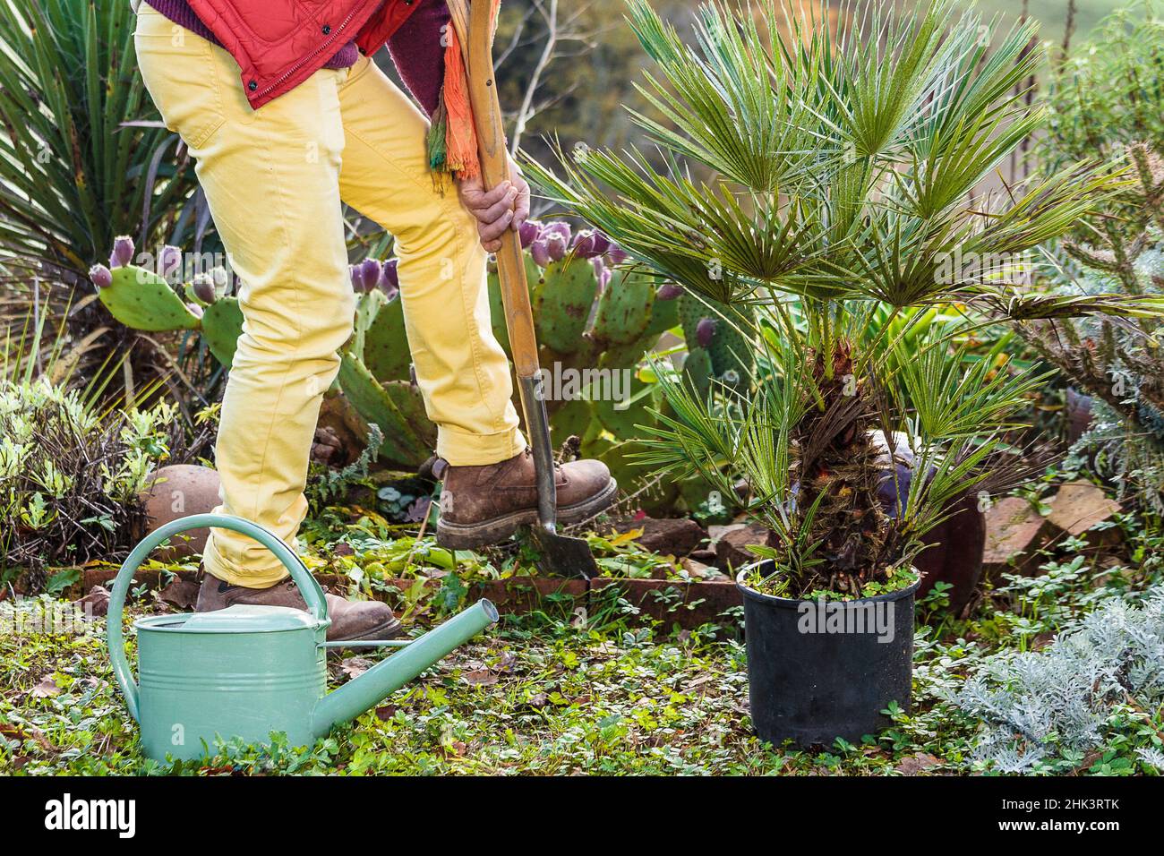Gardening tree planting hi-res stock photography and images - Alamy