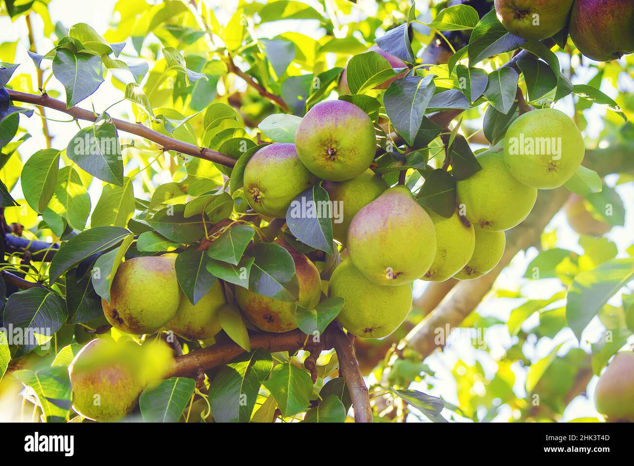 Pears on the tree. Selective focus. food and drink Stock Photo - Alamy