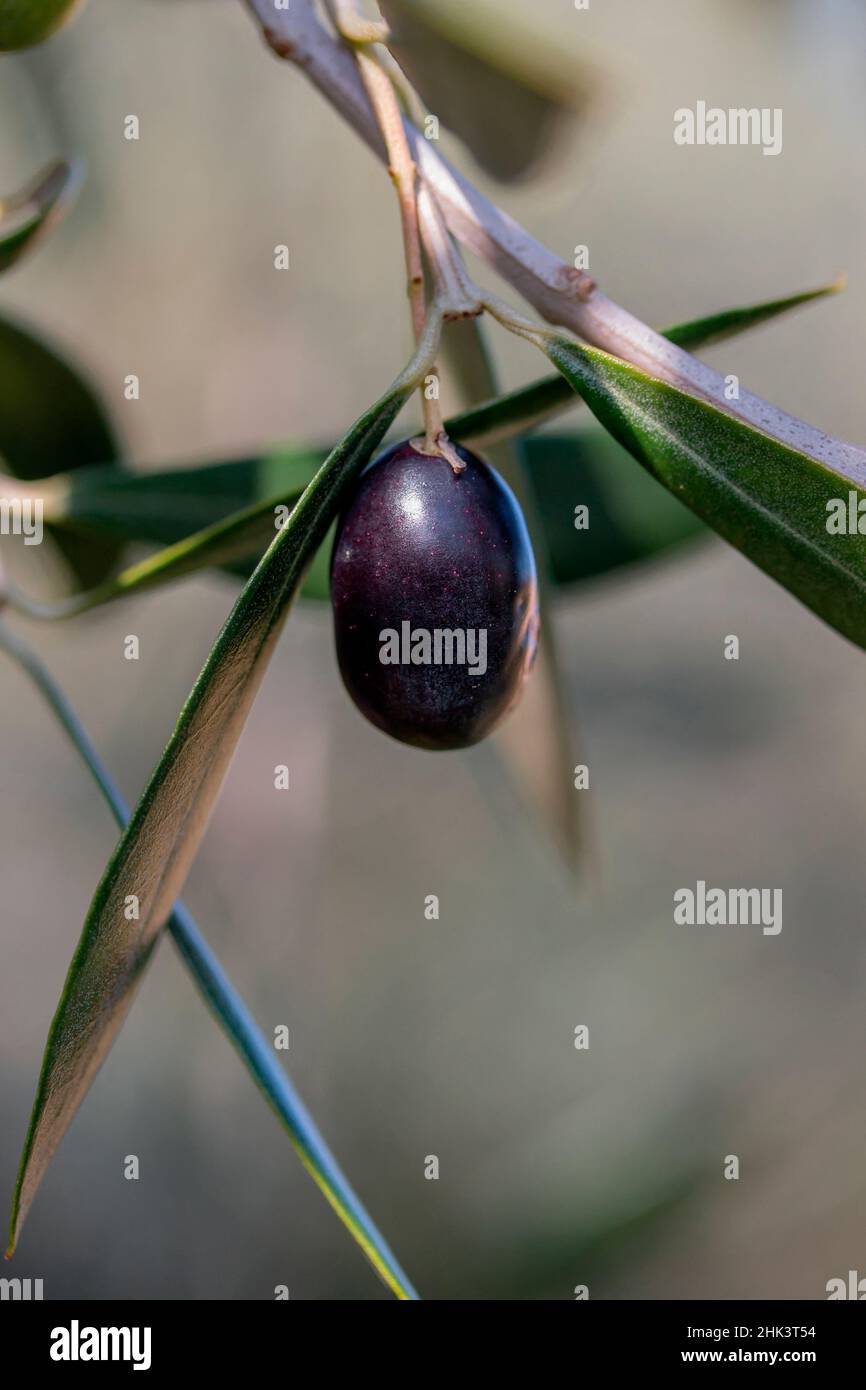 Olive tree family hi-res stock photography and images - Alamy