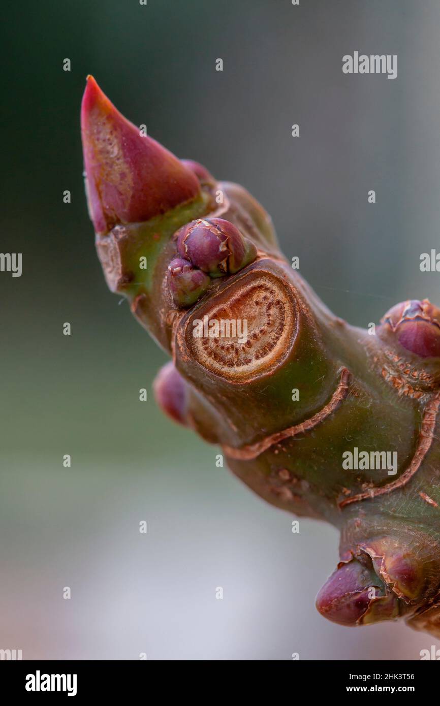 Leaf abscission scar on Fig tree branch, Bouches-du-Rhone, France Stock ...