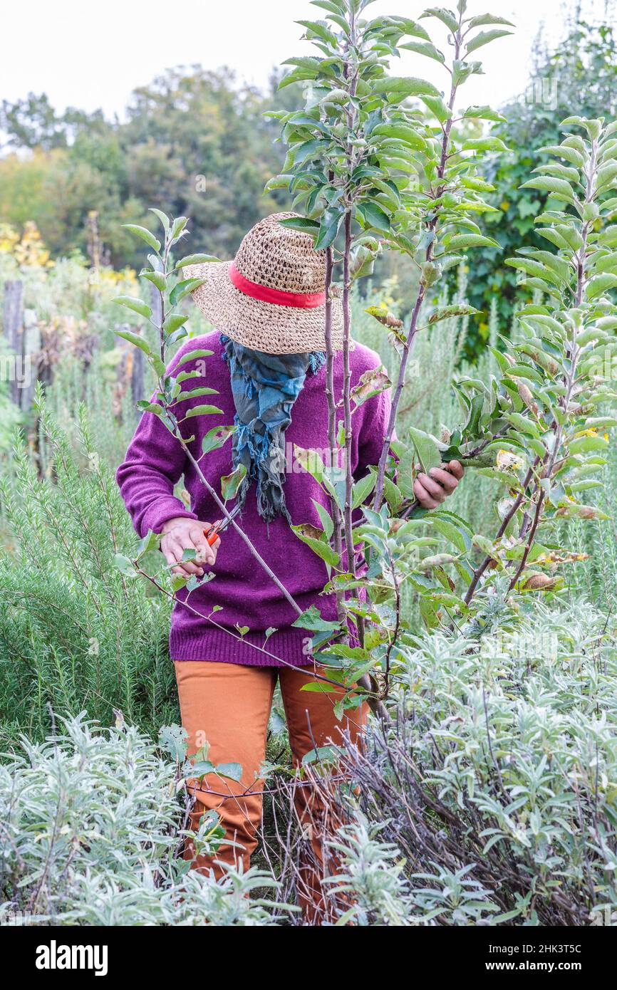 Woman performing structural pruning on a young apple tree. 1: Shorten ...