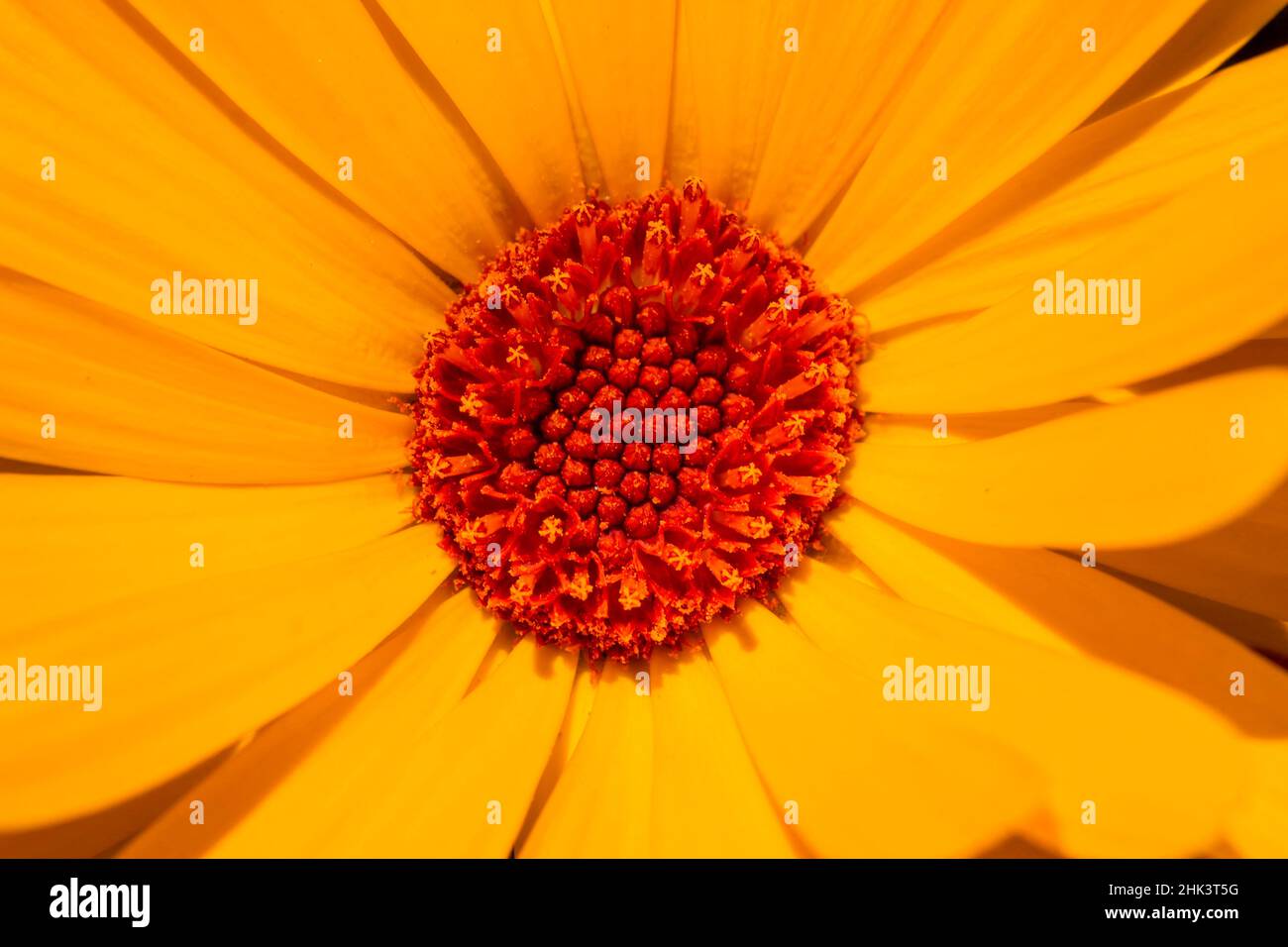 Pot marigold (Calendula officinalis), Capitulum Stock Photo - Alamy