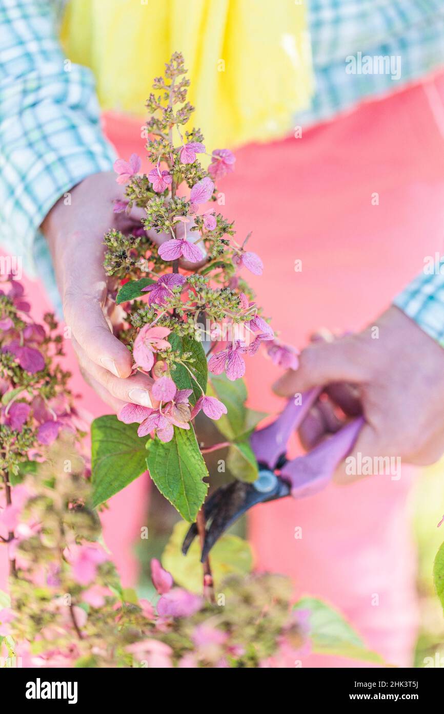 Prune hydrangea paniculata hi-res stock photography and images - Alamy
