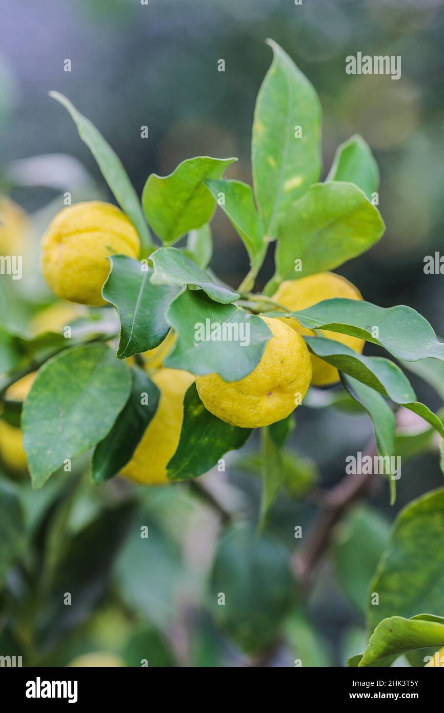Fruit of the hana yuzu (Citrus hanayu), the "flower yuzu", smaller in ...
