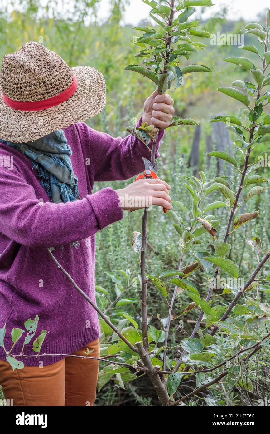 Woman performing structural pruning on a young apple tree. 3: Shorten ...