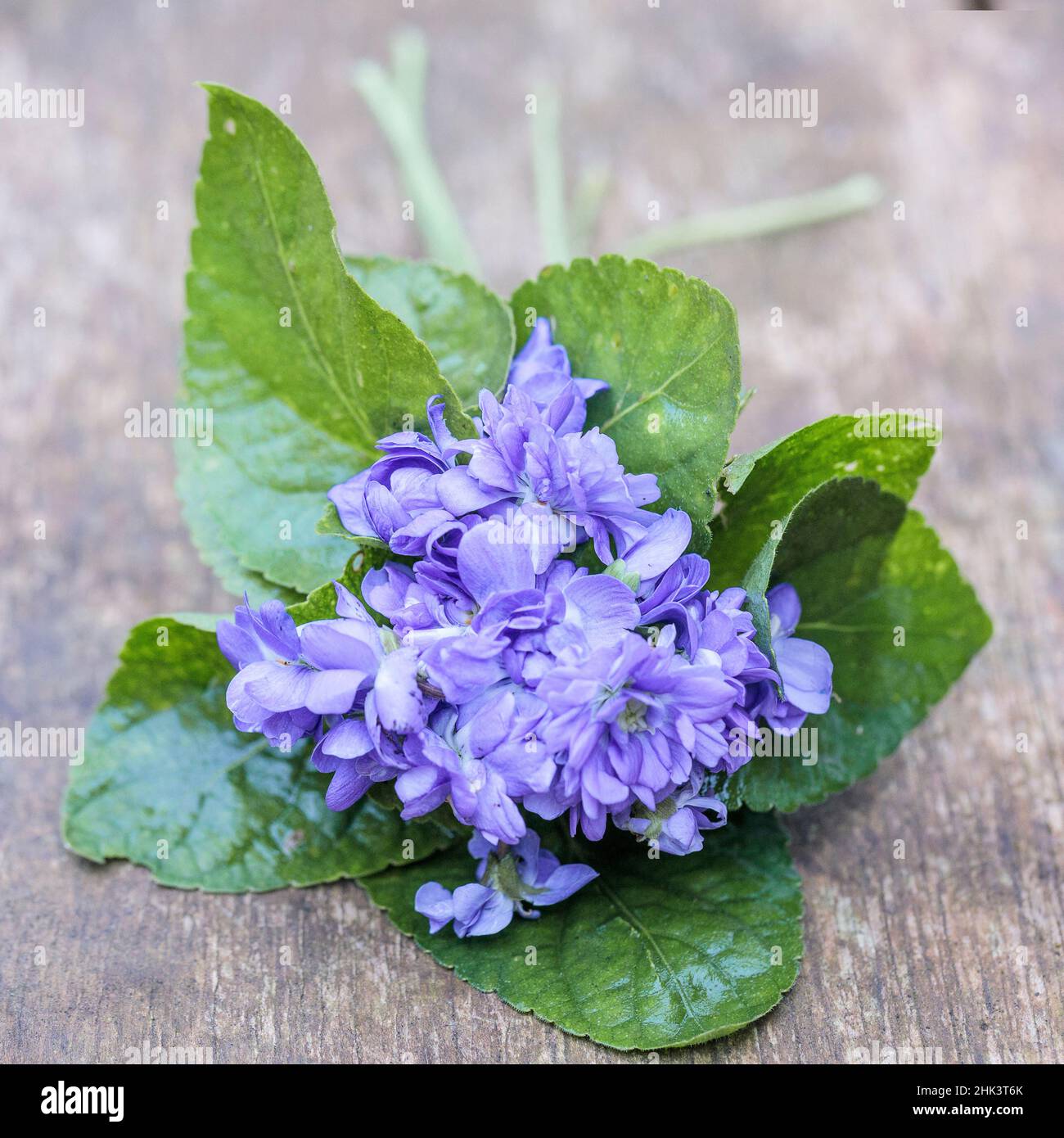 Portrait of the double-flowered violet 'Duchesse de Parme', one of the ...