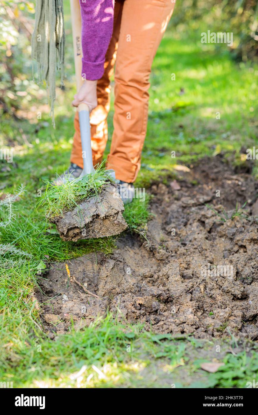 Creating a passageway in a garden. Step 1: clearing the ground Stock ...