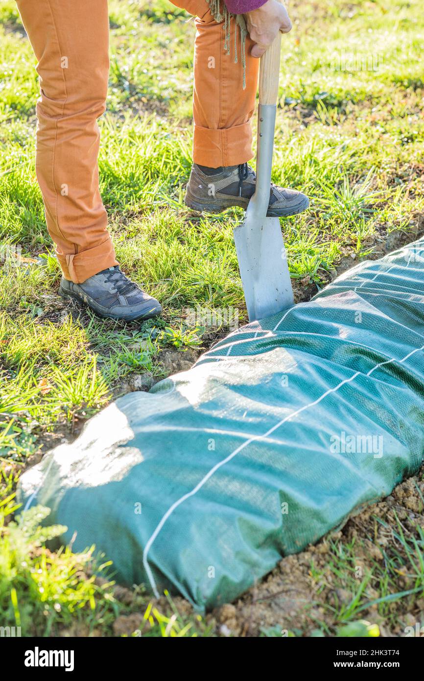 Planting a conifer hedge. Step 3: Laying a mulch cloth. It is wedged in ...