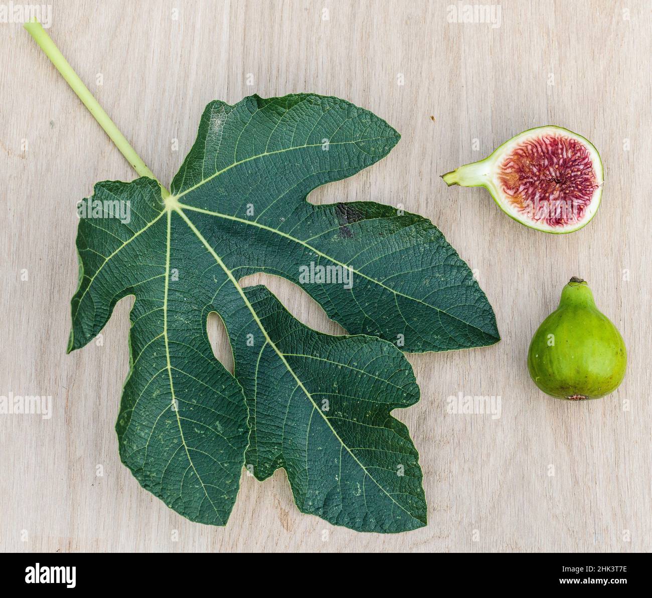 Leaf and fruit of the 'Malcolm's Giant' fig Stock Photo - Alamy