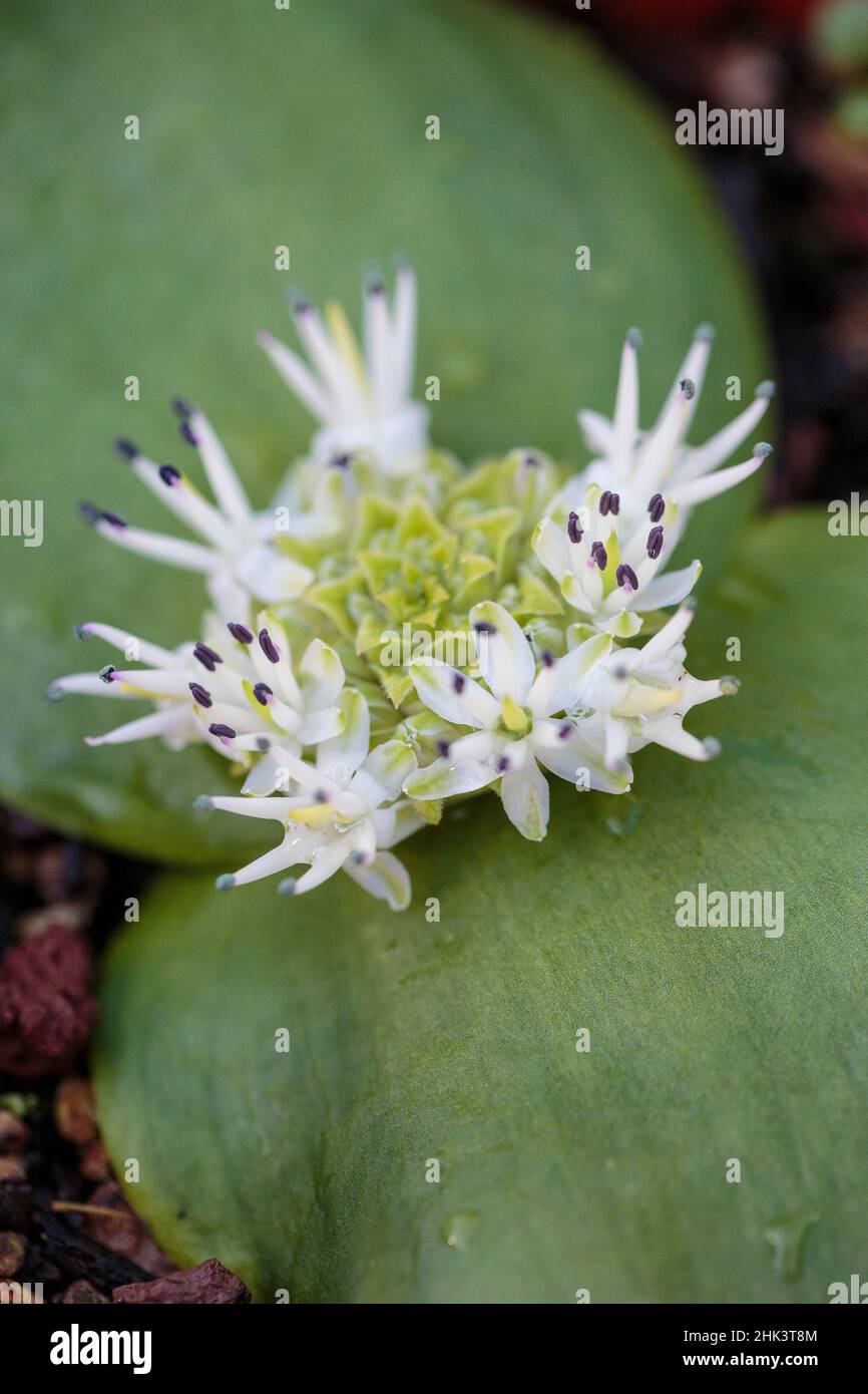 Flowers of Massonia depressa, a South African bulb pollinated by ...