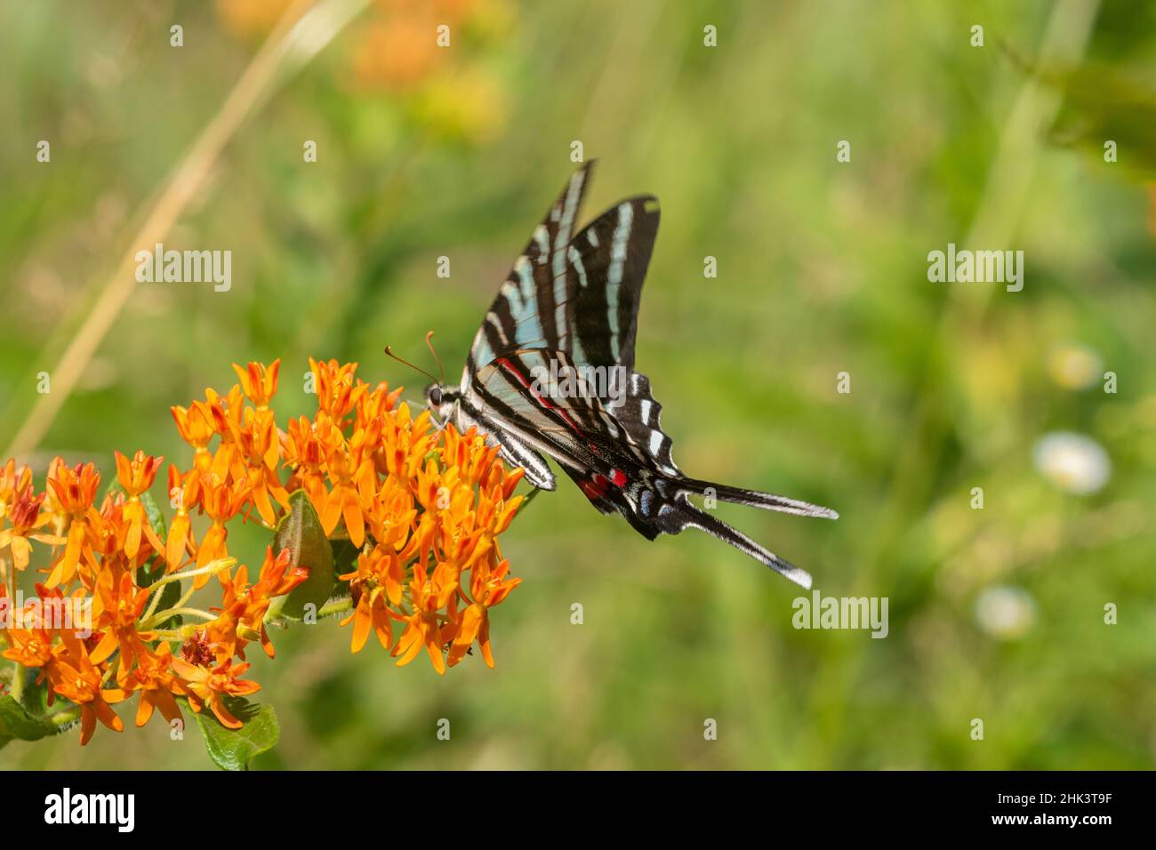Zebra Swallowtail (Protographium marcellus) on Butterfly Milkweed ...