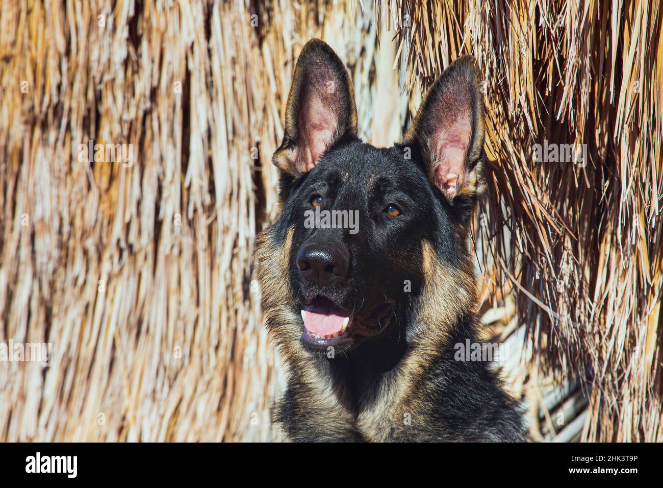 German Shepherd in the Coachella Valley, California Stock Photo - Alamy