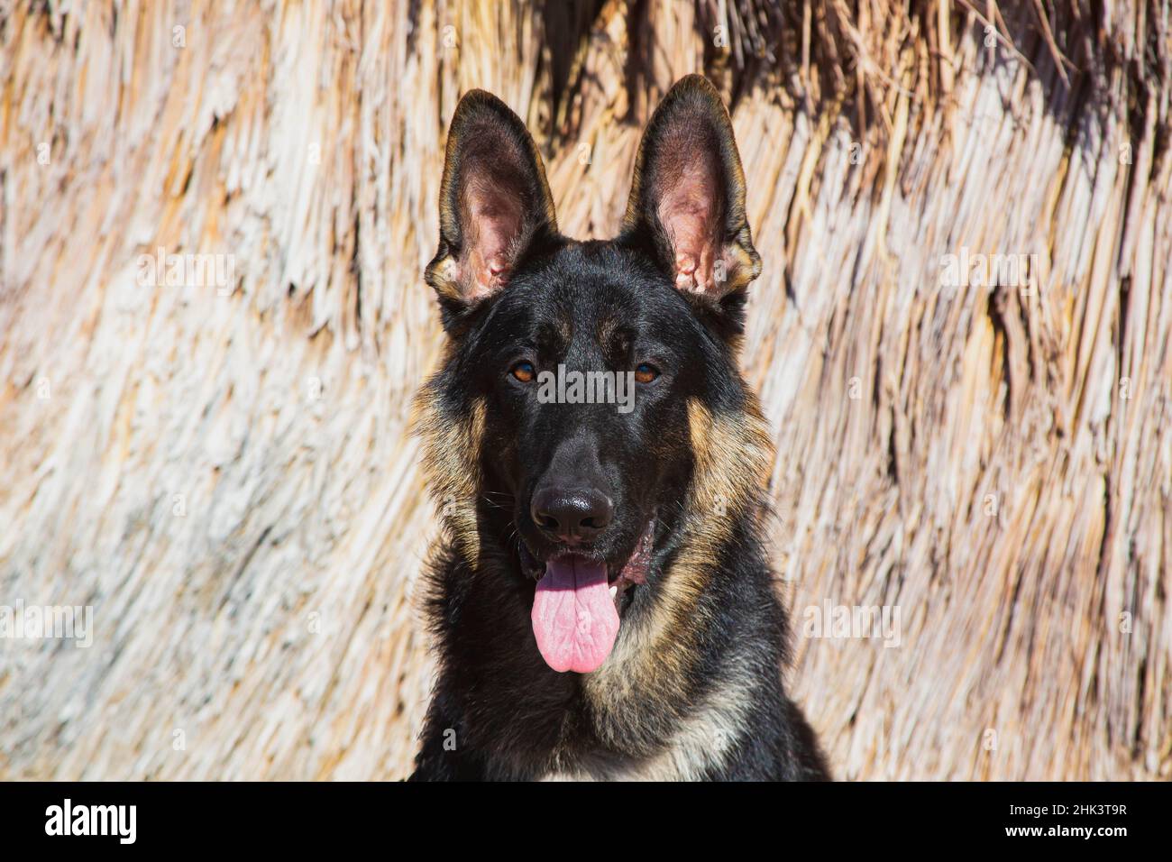 German Shepherd in the Coachella Valley, California Stock Photo - Alamy