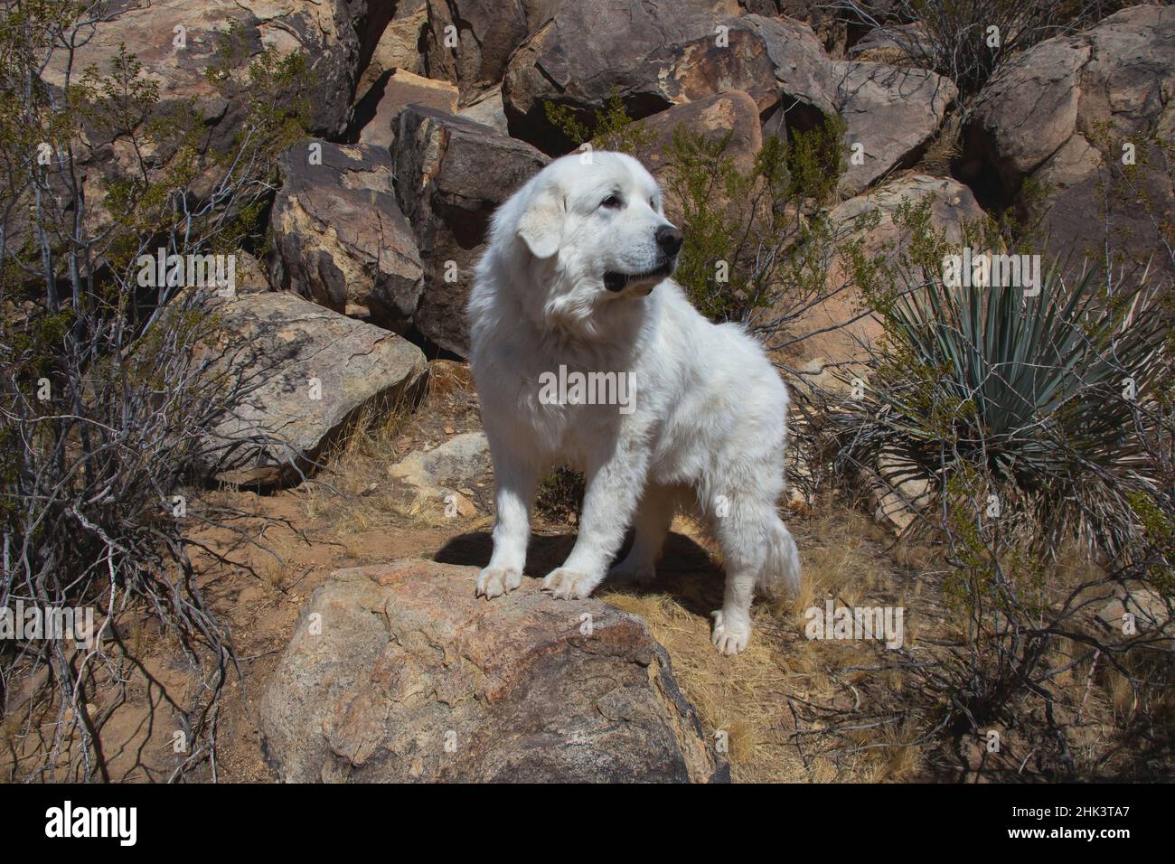 Great Pyrenees engoying the high desert Stock Photo - Alamy