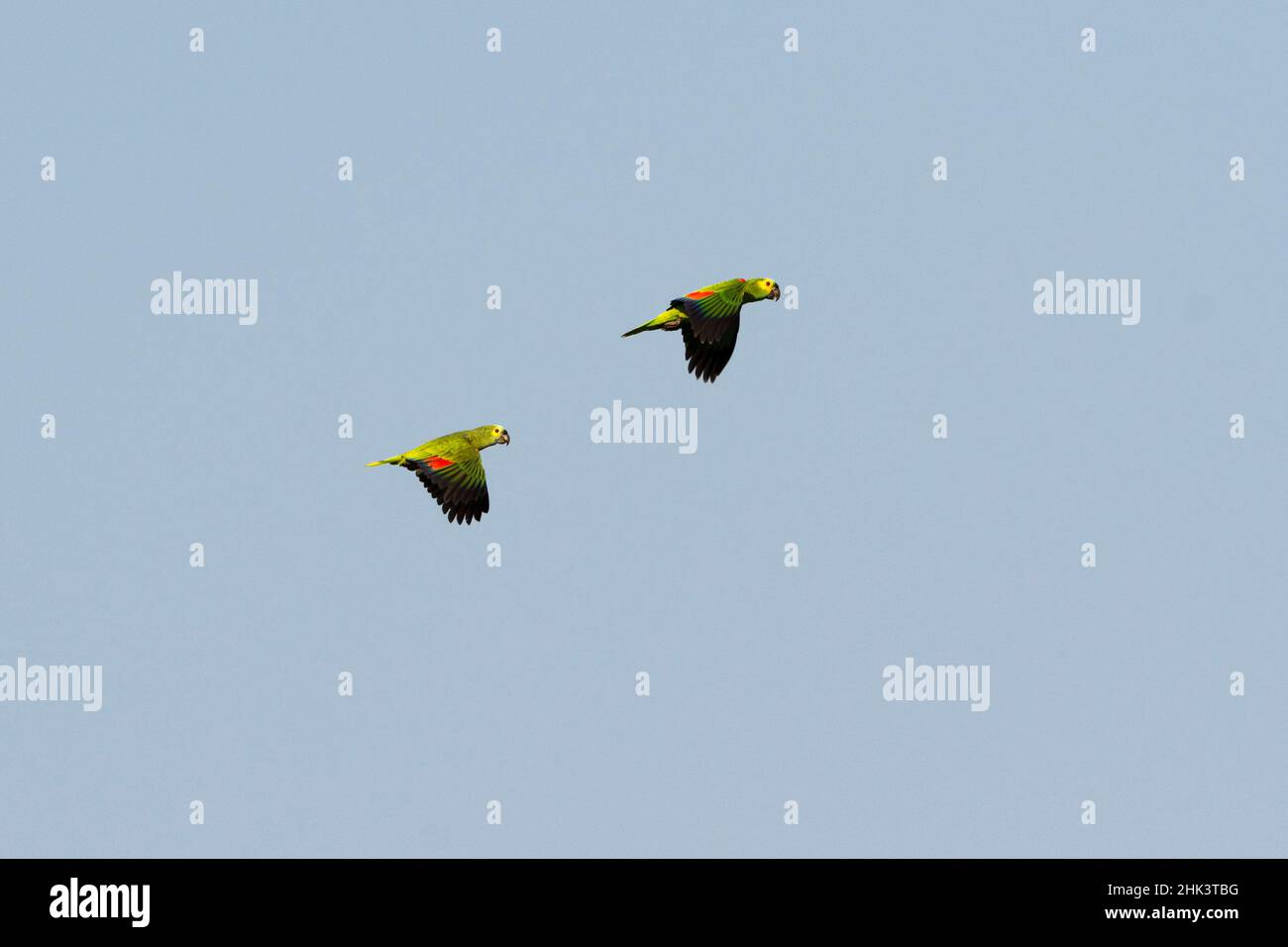 Blue-fronted Parrot (Amazona aestiva), Pantanal, Mato Grosso, Brazil ...