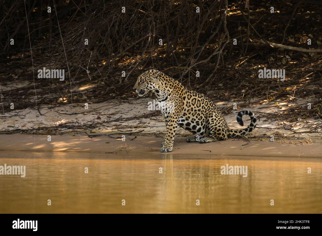 Jaguar on a sandy beach, Pantanal, Mato Grosso, Brazil Stock Photo - Alamy