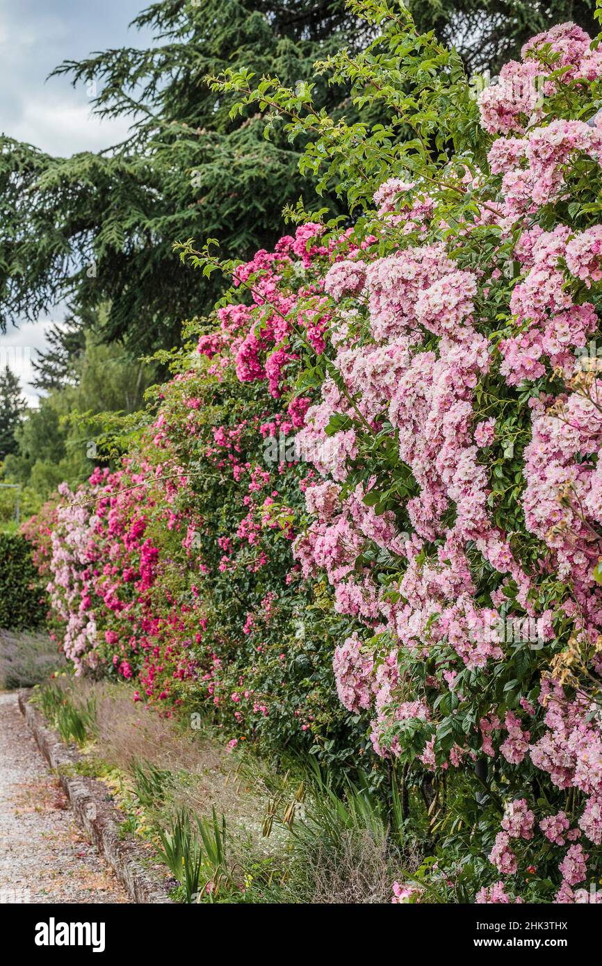 Rose hedge: the alignment is composed of pruned and sarmentary ...