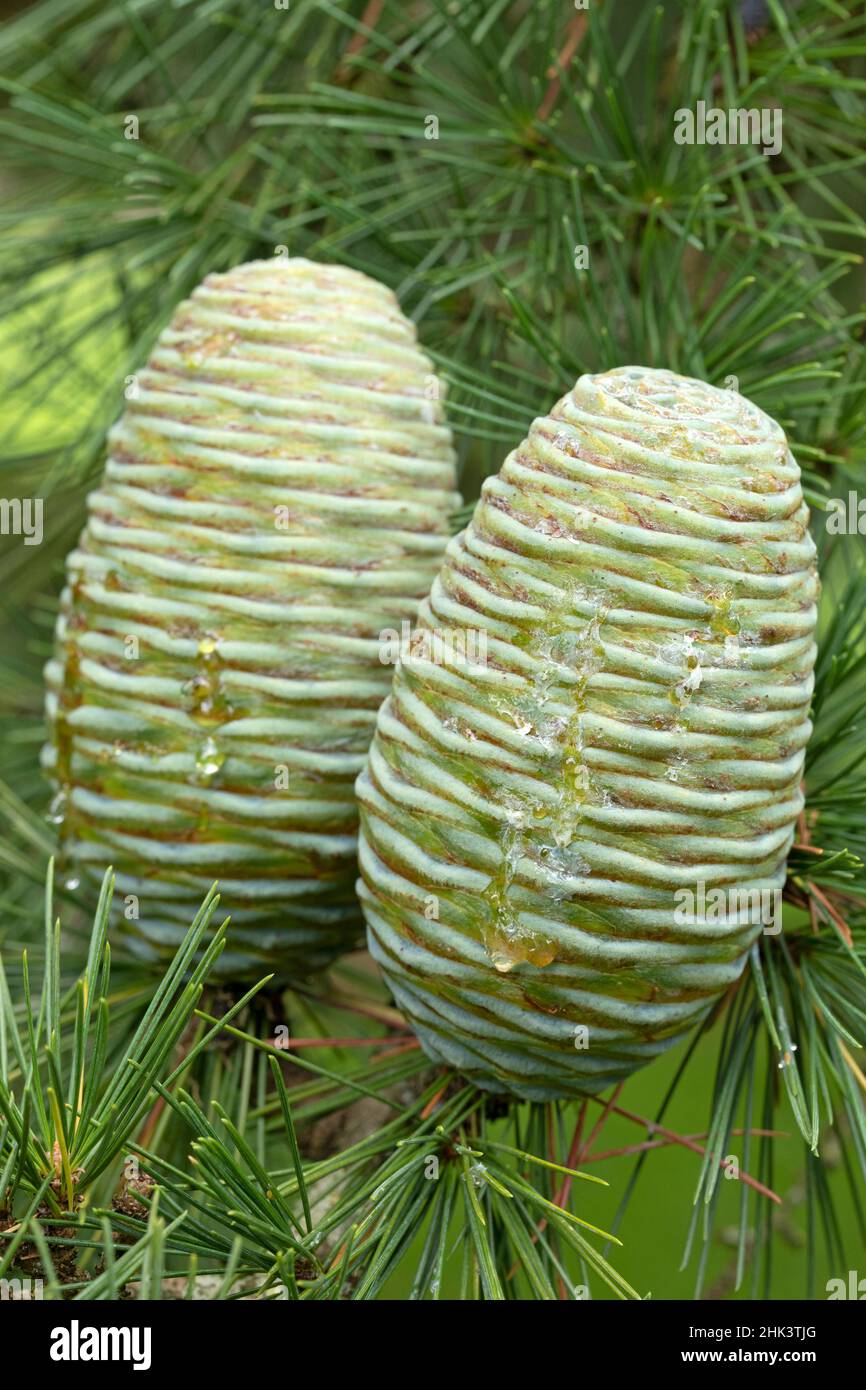 Himalayan cedar (Cedrus deodara), cones Stock Photo - Alamy