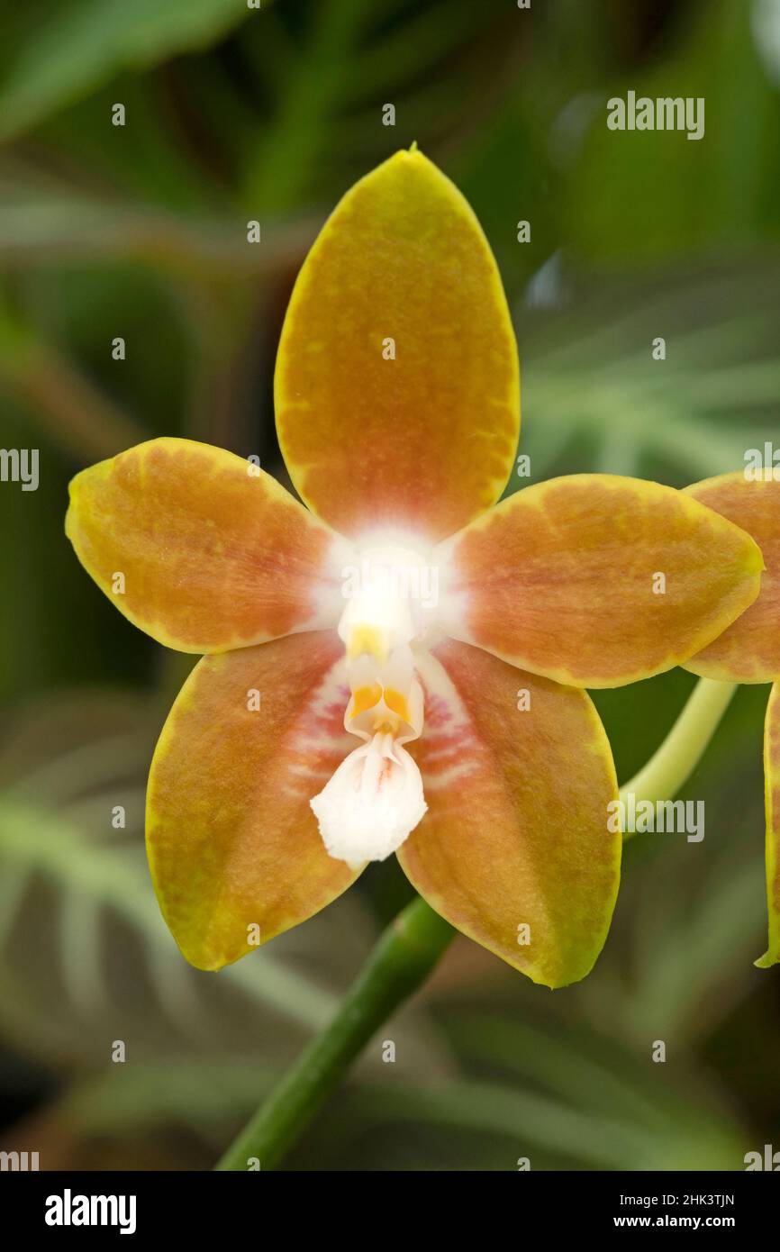 Phalaenopsis venosa hi-res stock photography and images - Alamy