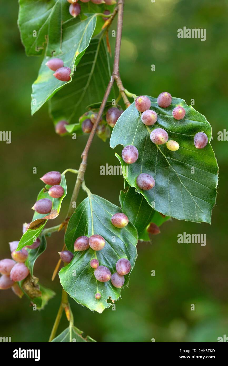 Beech gall midge (Mikiola fagi Stock Photo - Alamy