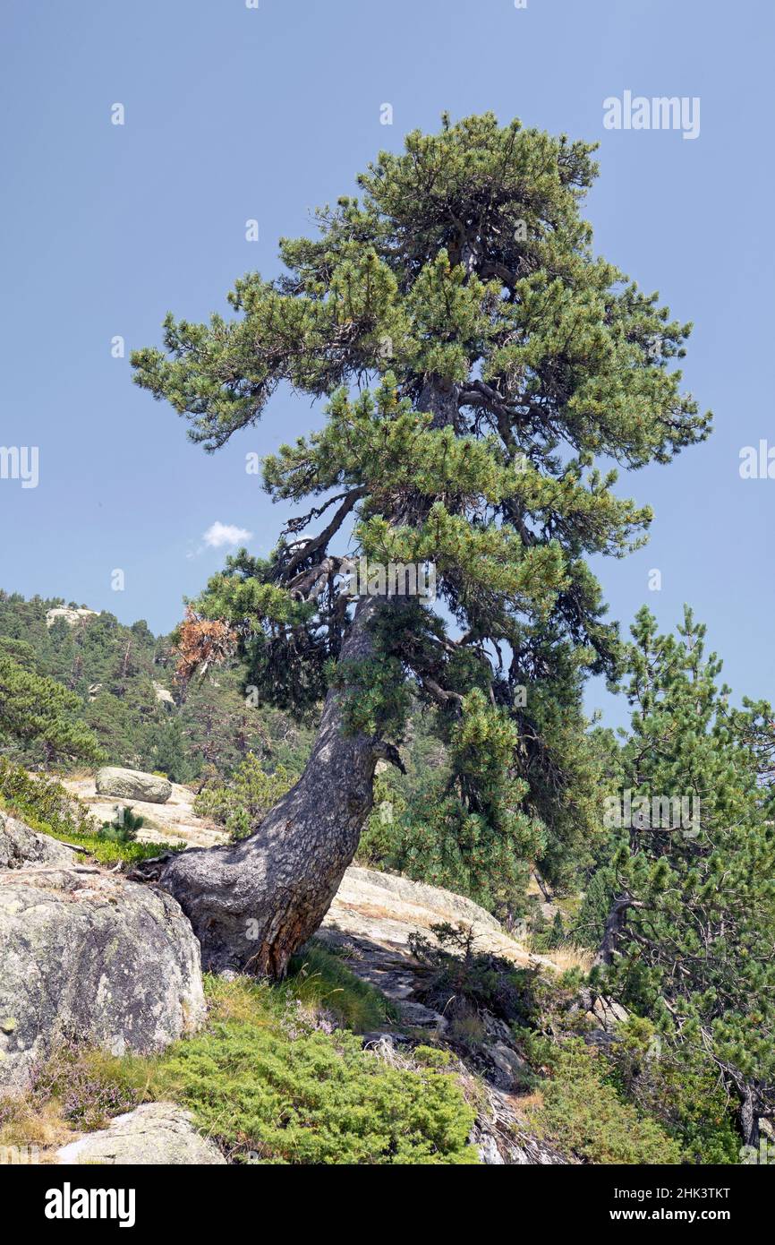 Mountain pine (Pinus uncinata), Marcadau valley, Cauterets, Hautes ...