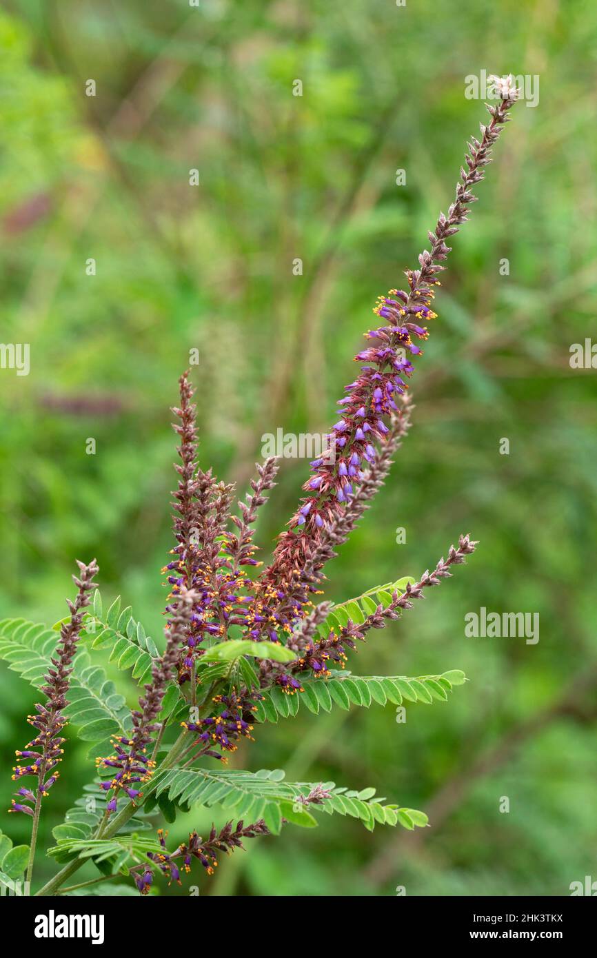 Leadplant (Amorpha canescens Stock Photo - Alamy