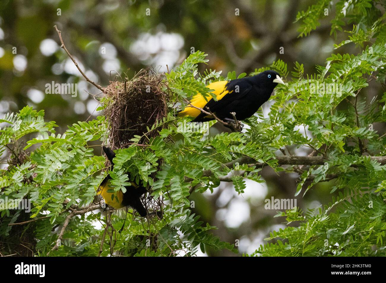 Yellow-rumped Cacique (Cacicus cela), Pantanal, Mato Grosso, Brazil ...