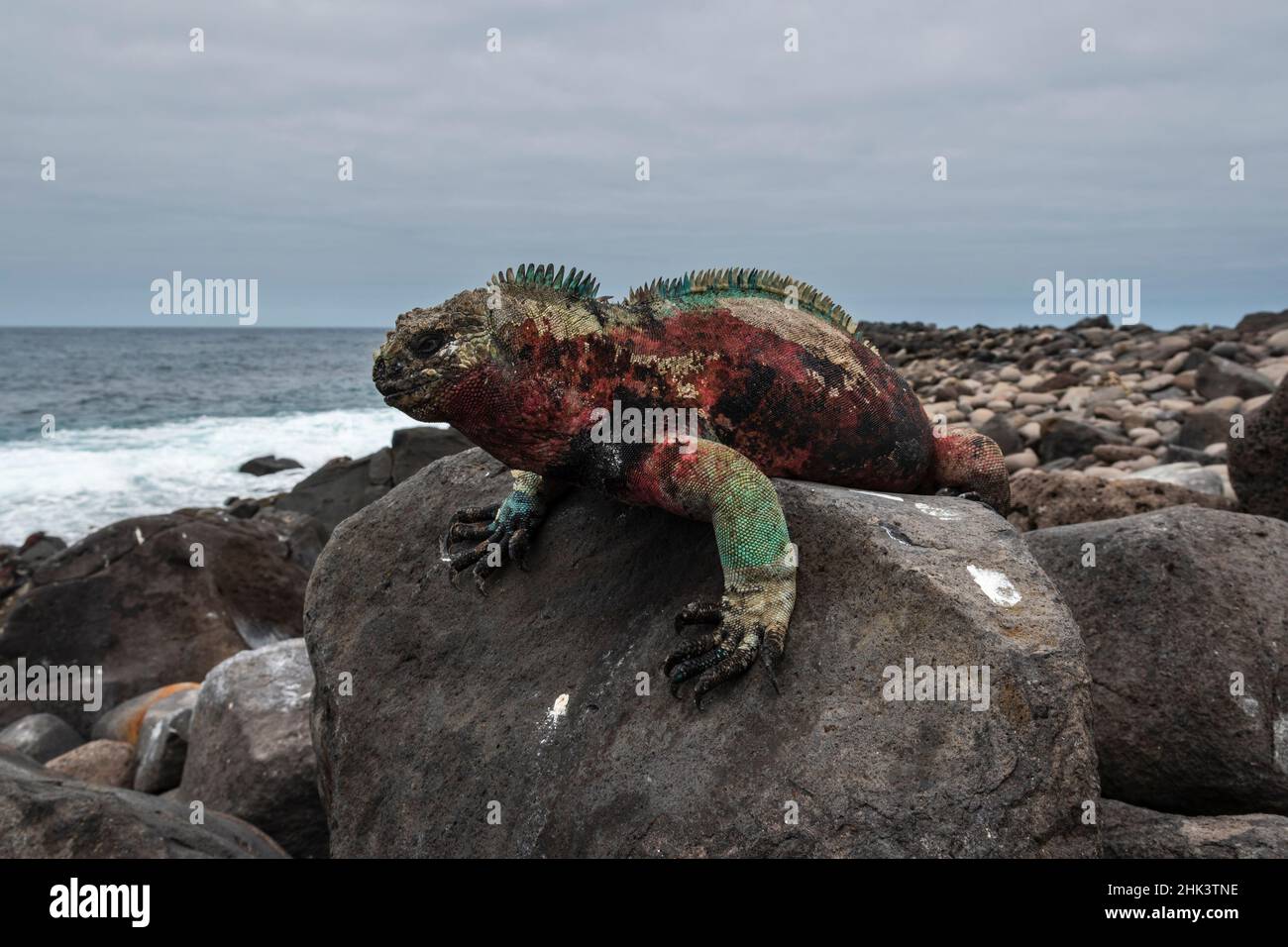 Espanola marine iguana punta suarez hi-res stock photography and images ...