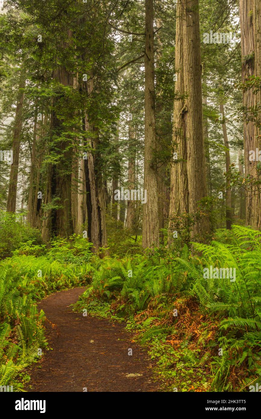 USA, California, Redwoods National and State Parks. Ferns and redwood ...