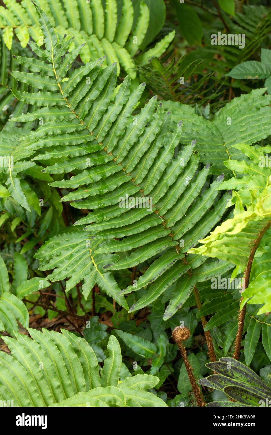 Fern crosiers hi-res stock photography and images - Alamy