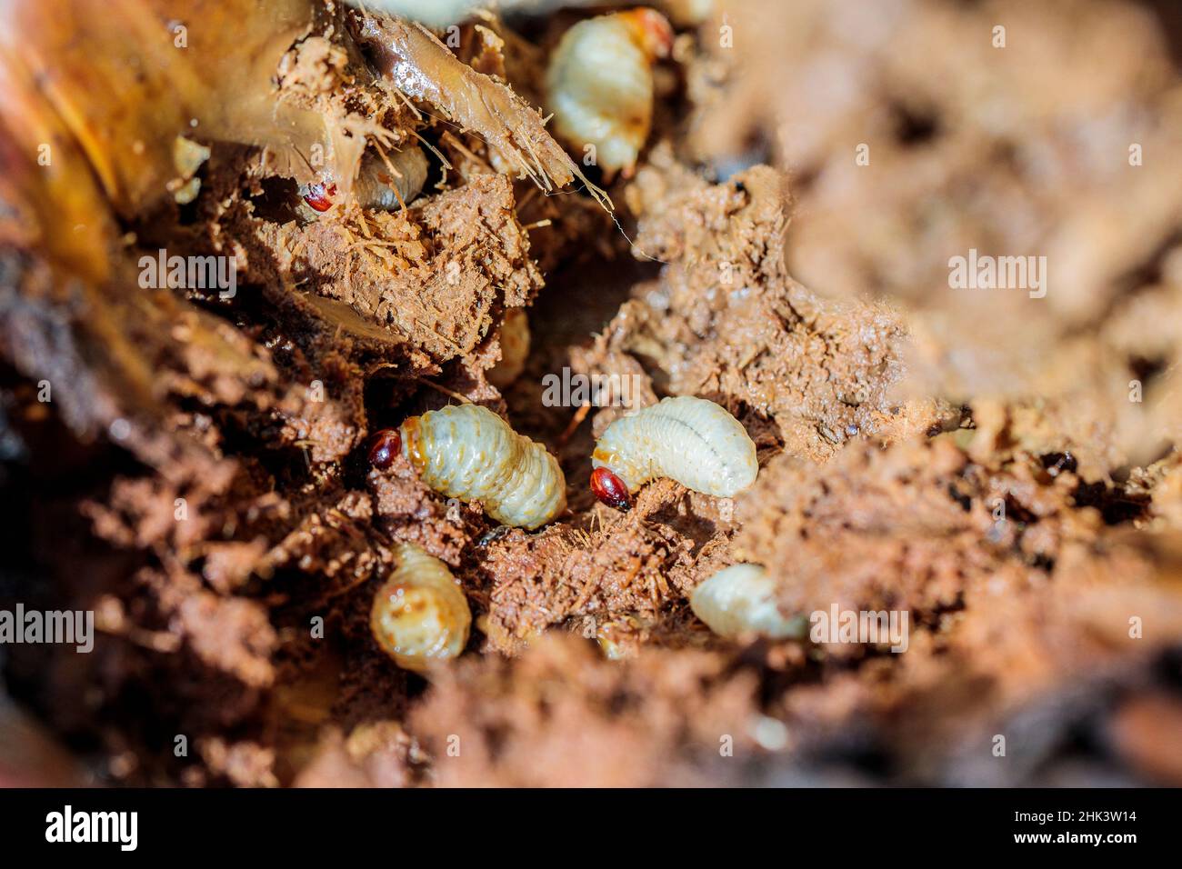 Larvae of the agave weevil (Scyphophorus acupunctatus) in the heart of ...
